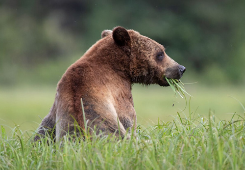 Wild Life Viewing - Live In Lake Country BC